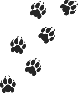 leopard tracks b - RAYMOND WRIGHT PHOTOGRAPHY