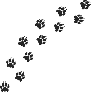 leopard tracks - RAYMOND WRIGHT PHOTOGRAPHY