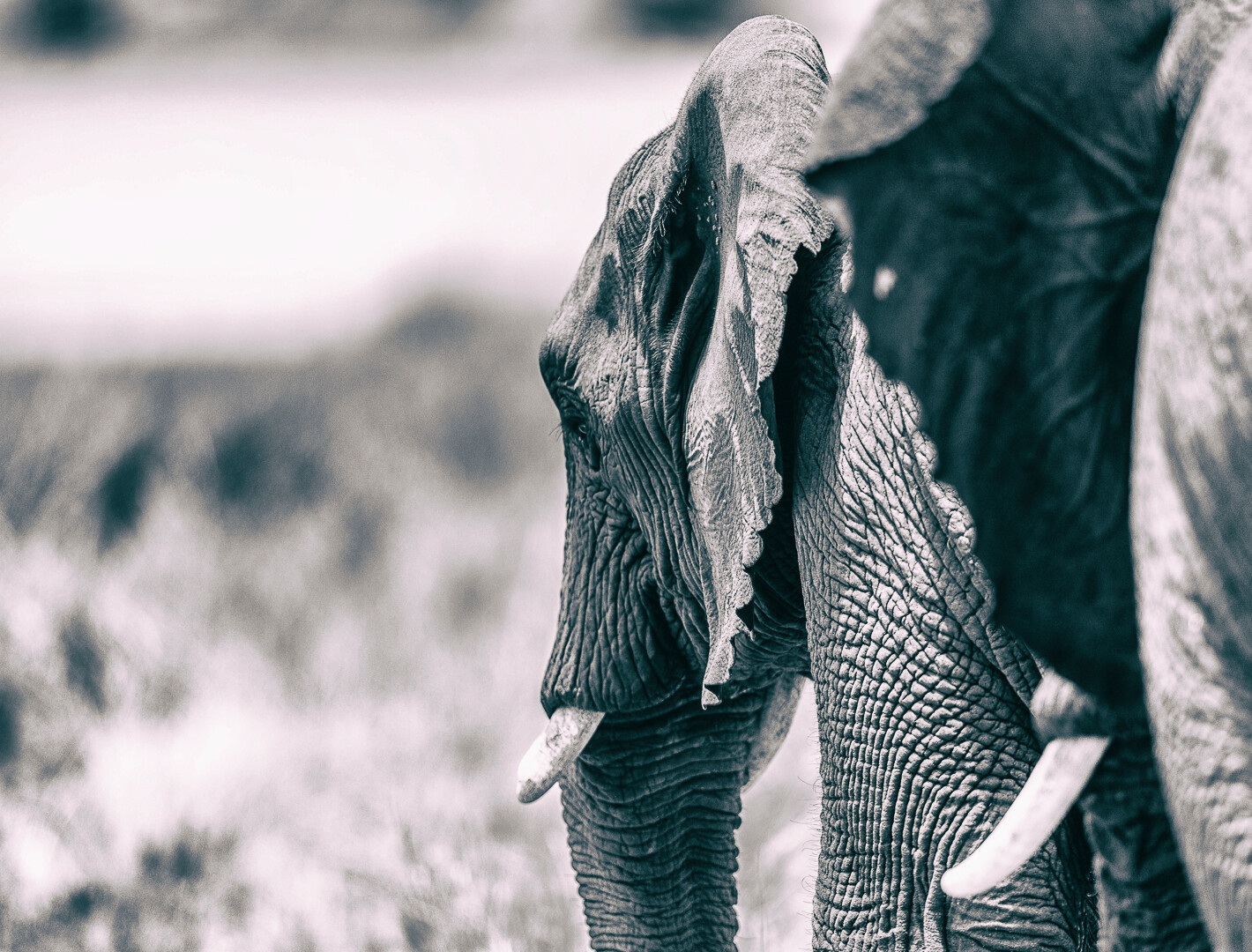 Prints Gallery - RAYMOND WRIGHT PHOTOGRAPHY