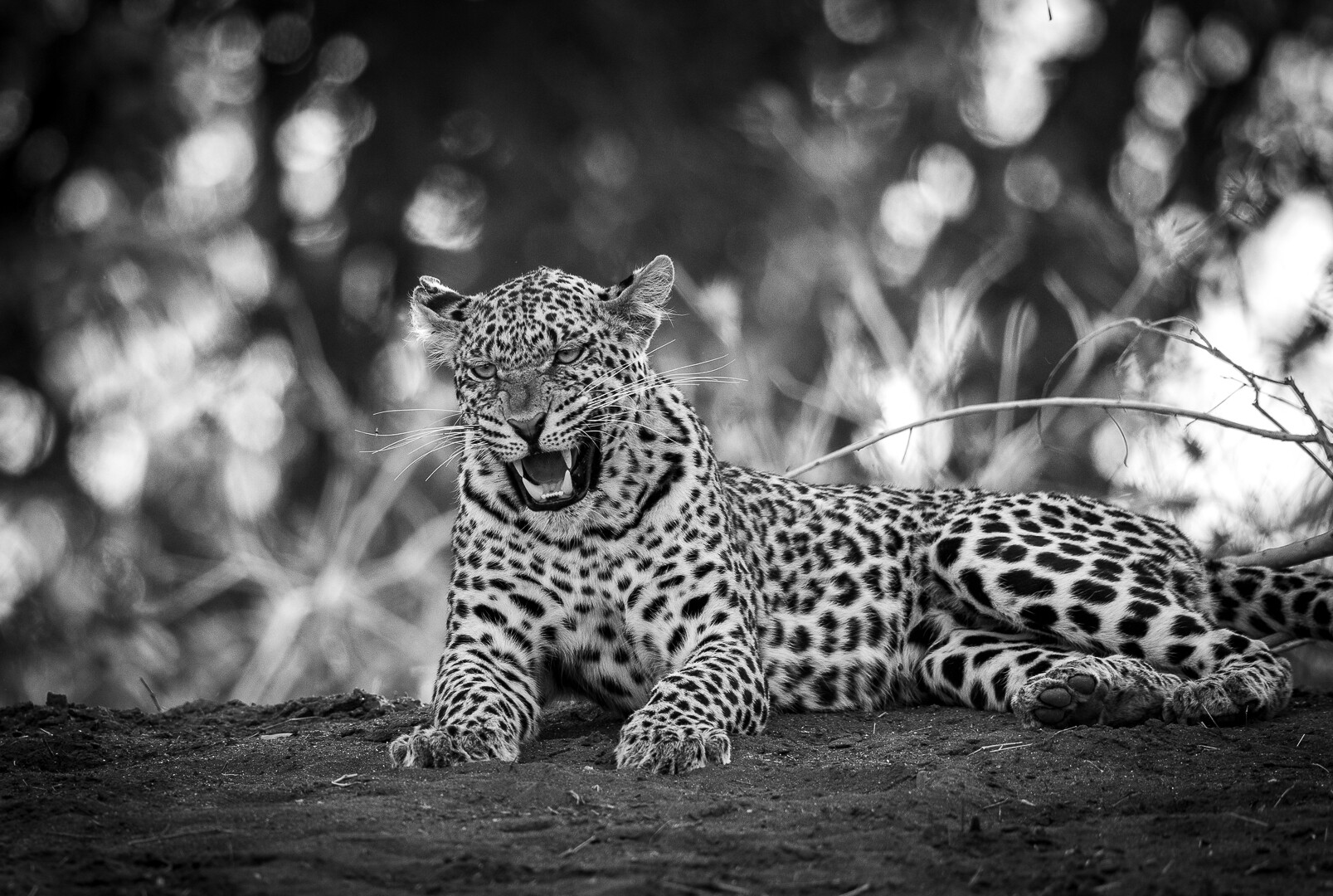 Prints Gallery - RAYMOND WRIGHT PHOTOGRAPHY