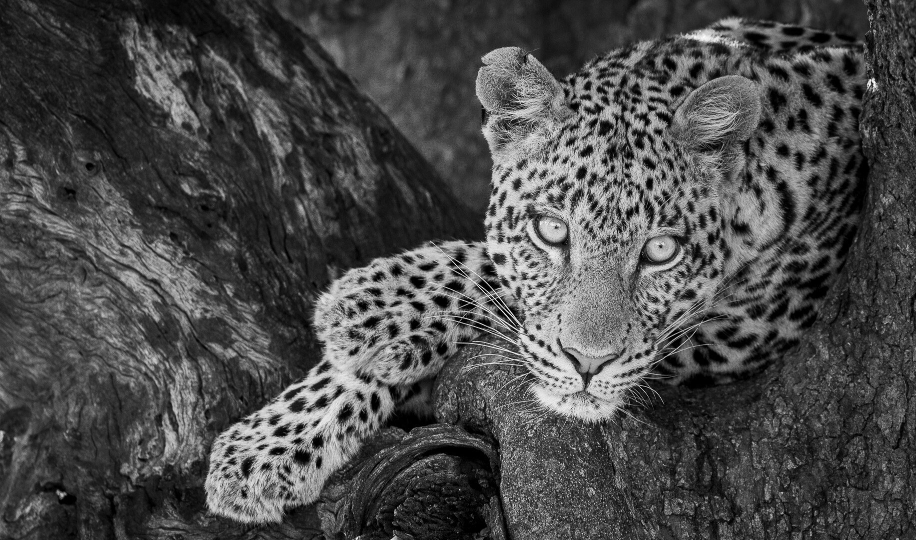 Prints Gallery - RAYMOND WRIGHT PHOTOGRAPHY