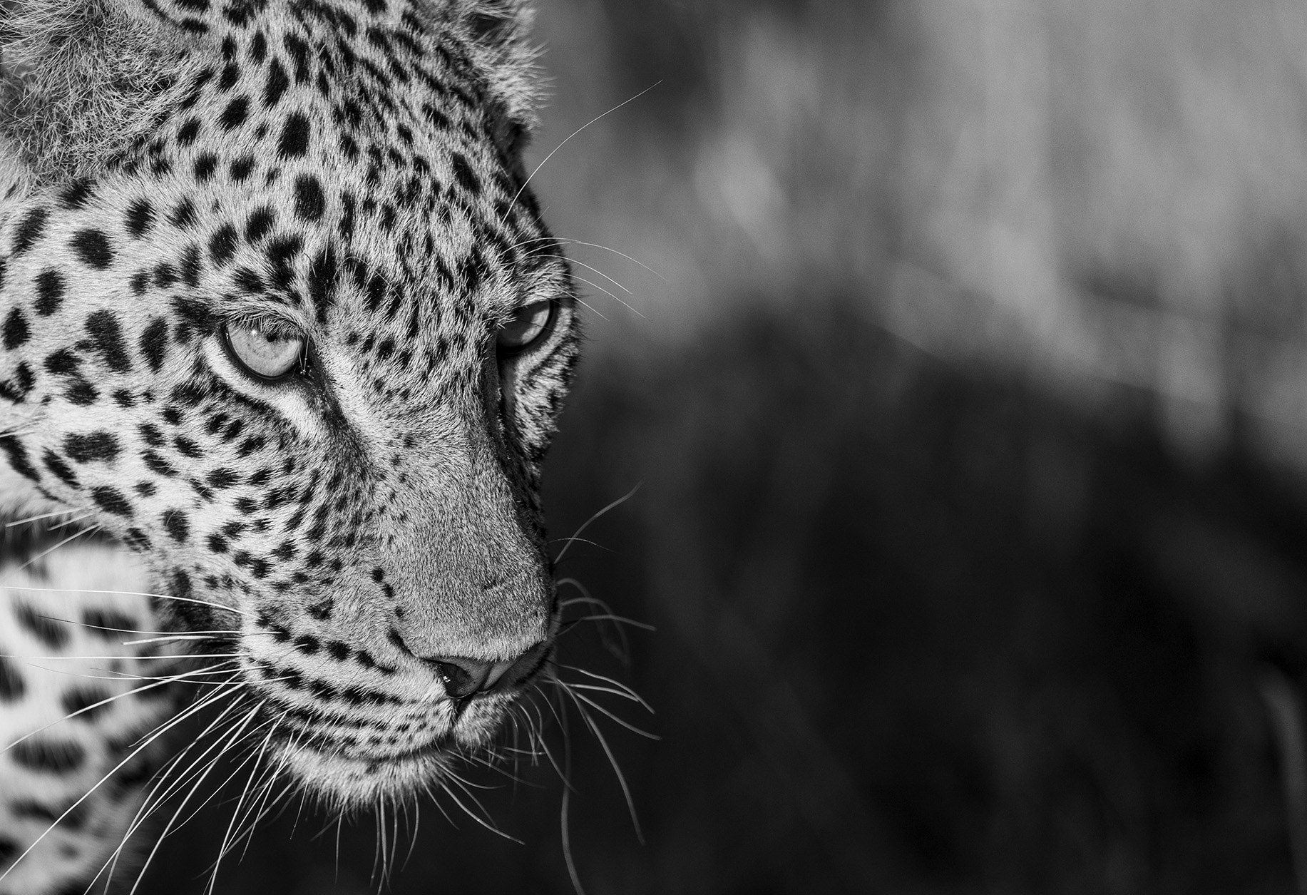 Prints Gallery - RAYMOND WRIGHT PHOTOGRAPHY