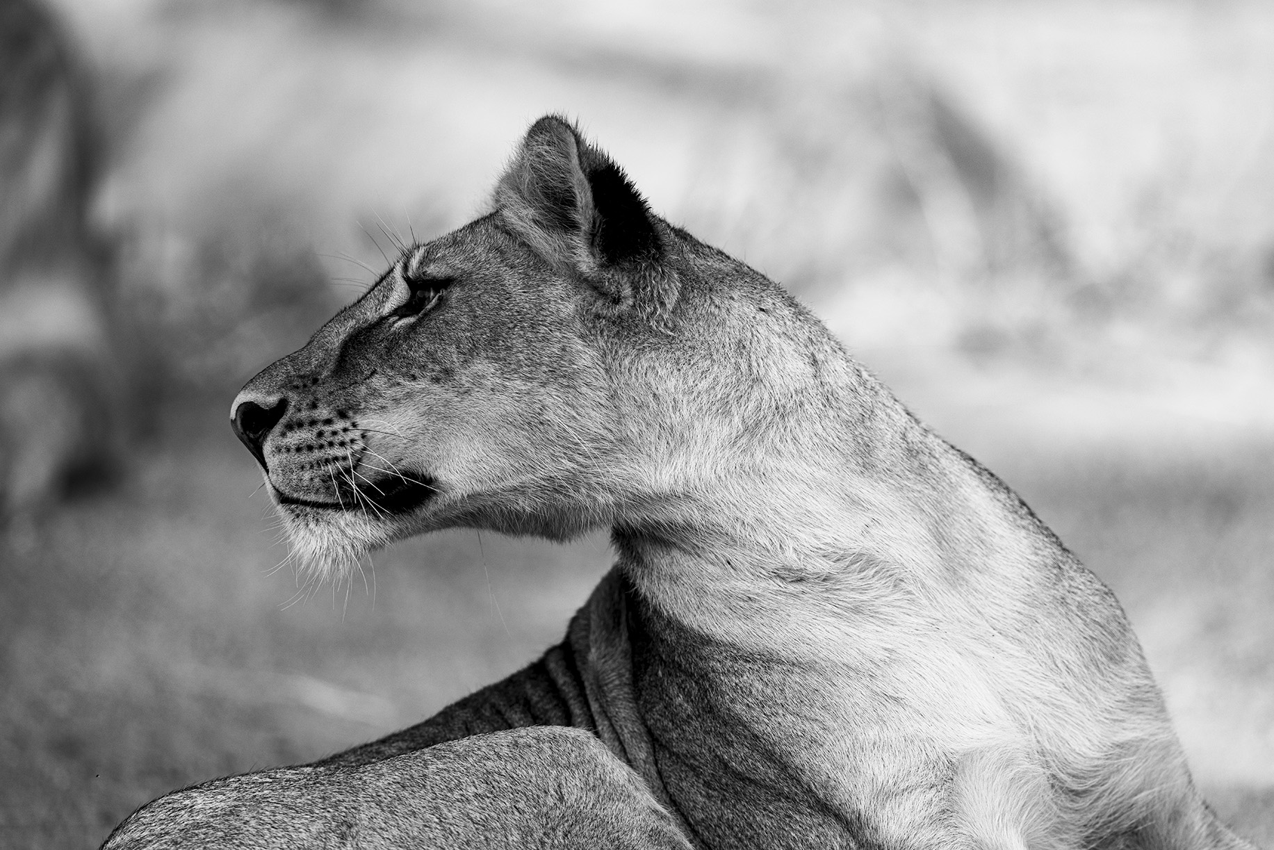 Prints Gallery - RAYMOND WRIGHT PHOTOGRAPHY