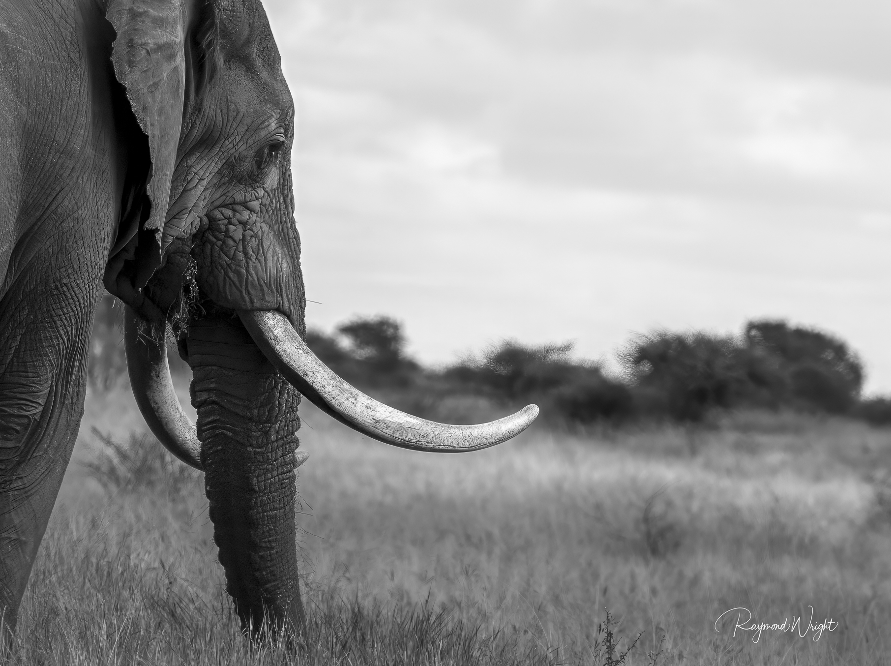 Prints Gallery - RAYMOND WRIGHT PHOTOGRAPHY