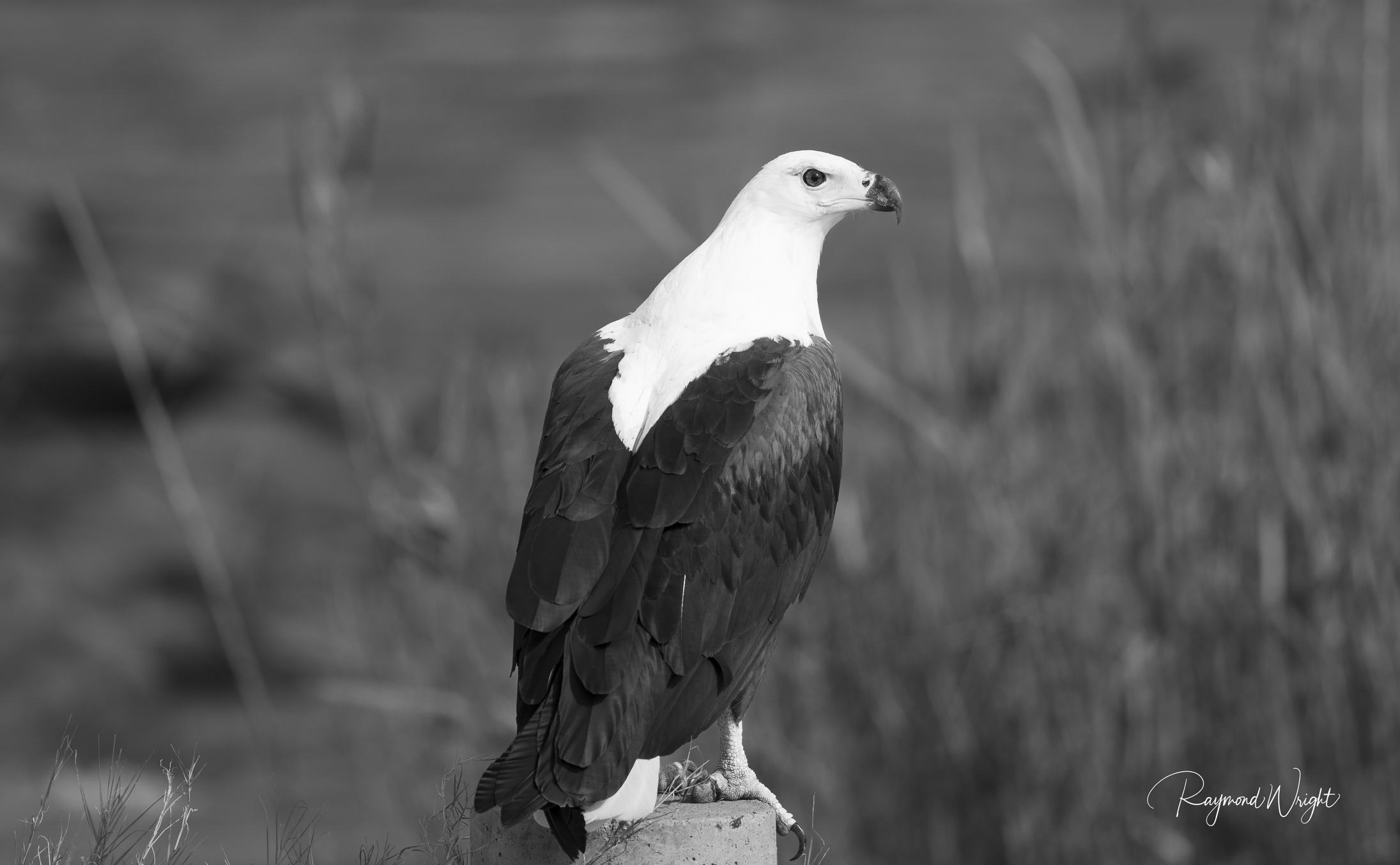 Prints Gallery - RAYMOND WRIGHT PHOTOGRAPHY