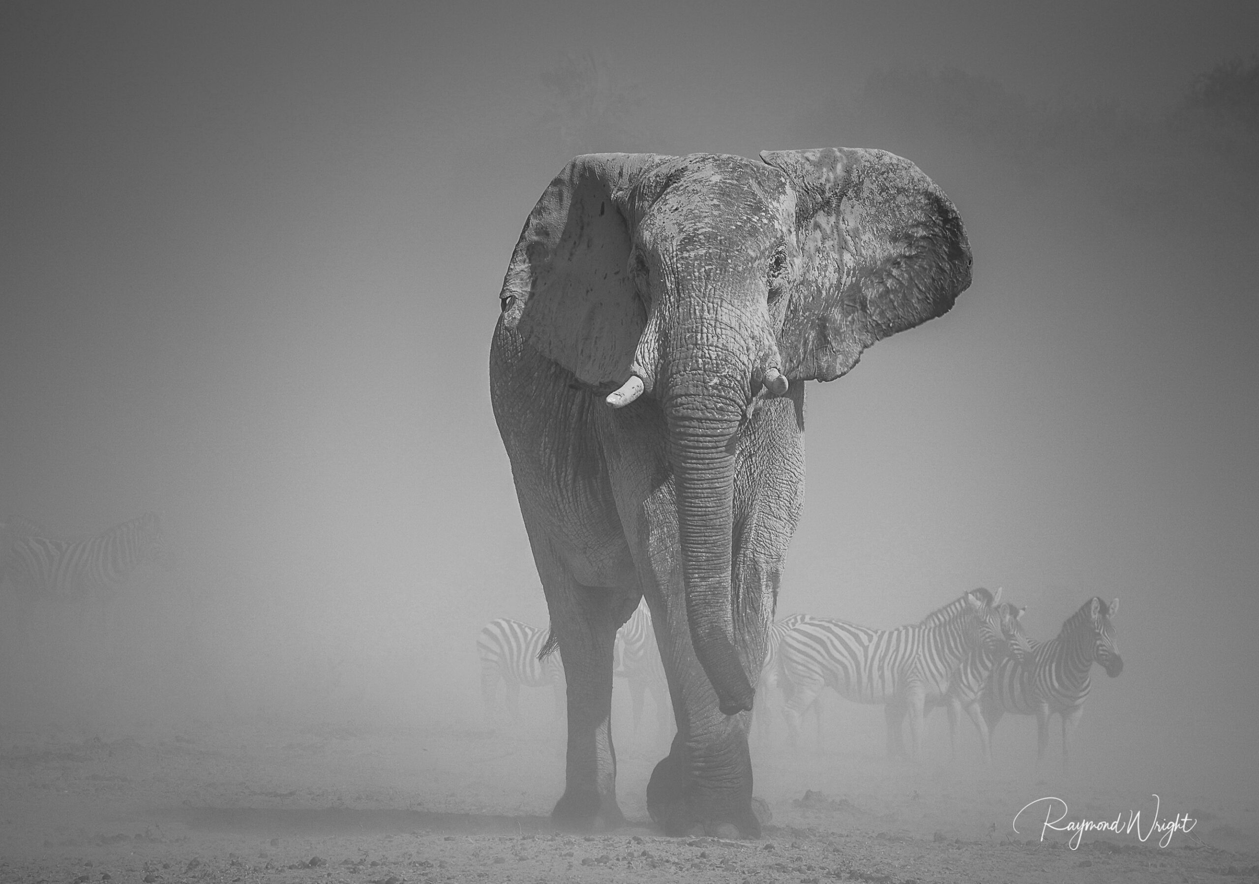 Screenshot - RAYMOND WRIGHT PHOTOGRAPHY